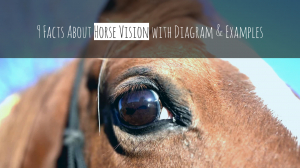 9 Facts About Horse Vision with Diagram & Examples | tyle